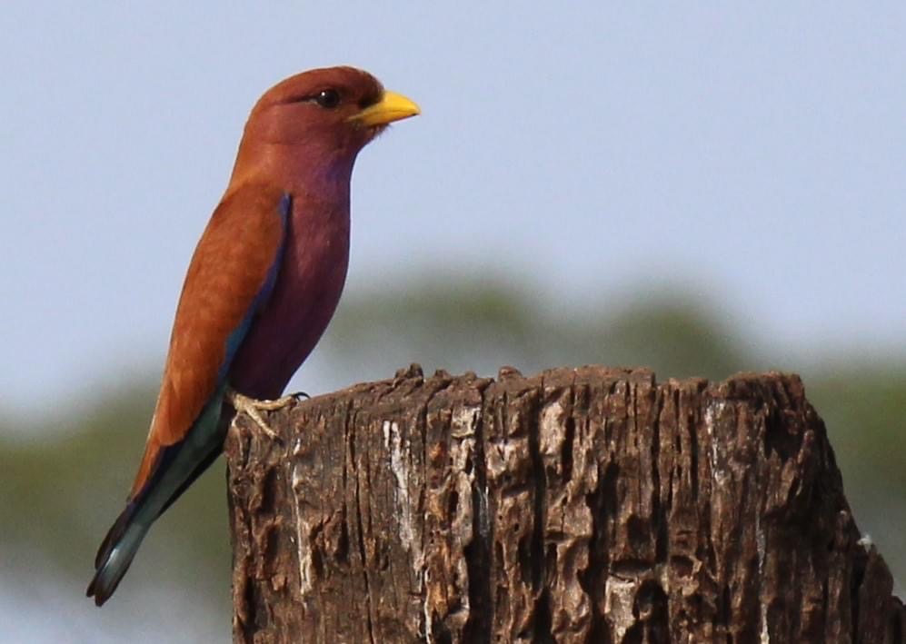 Parc national de Taï (une envoutante biodiversité) | Biodiversité de Côte d'Ivoire